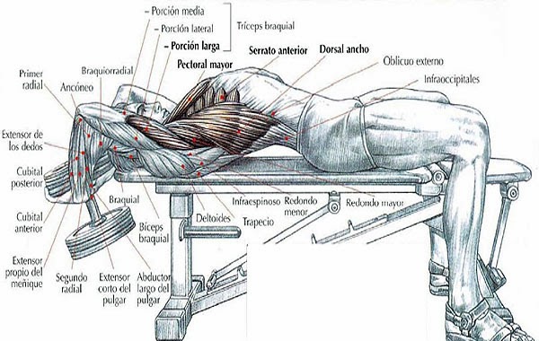 Ejercicios para pecho ~ Culturismo total