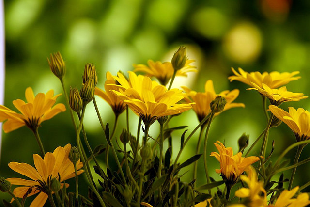 En la profundidad del Bosque: Flores del bosque