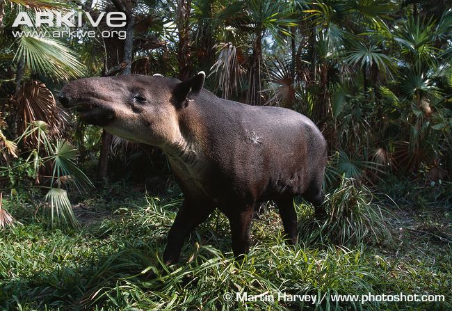 Endangered Species of the Americas: Baird's Tapir: the Largest ...