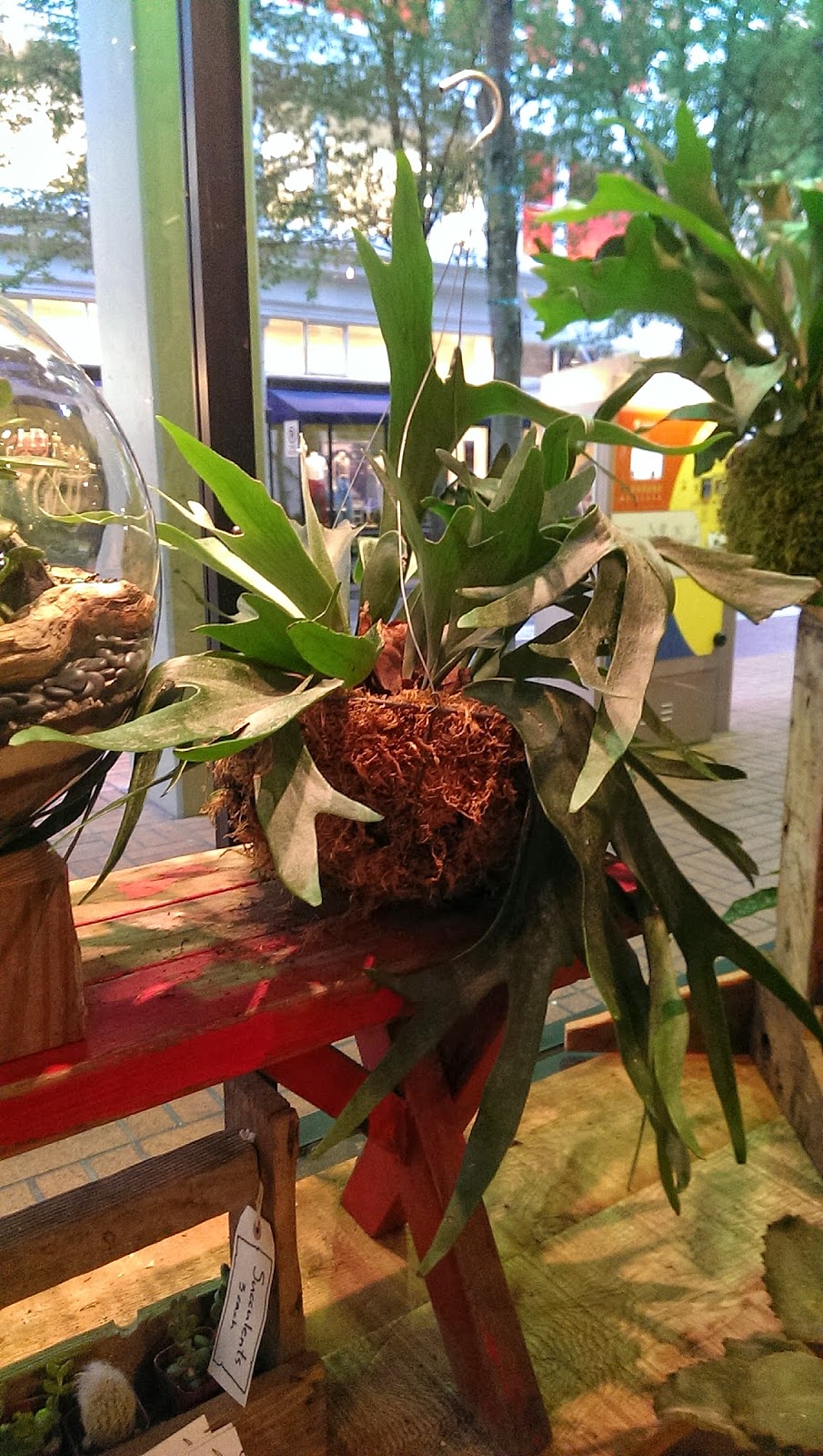 The Outlaw Gardener: Visiting Solabee and Boys' Fort