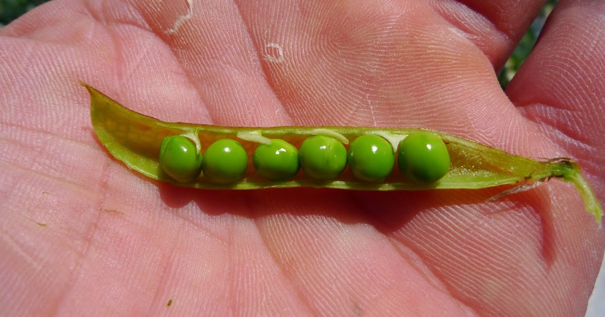 Wild Harvests: Beach Pea, An Enigmatic Edible