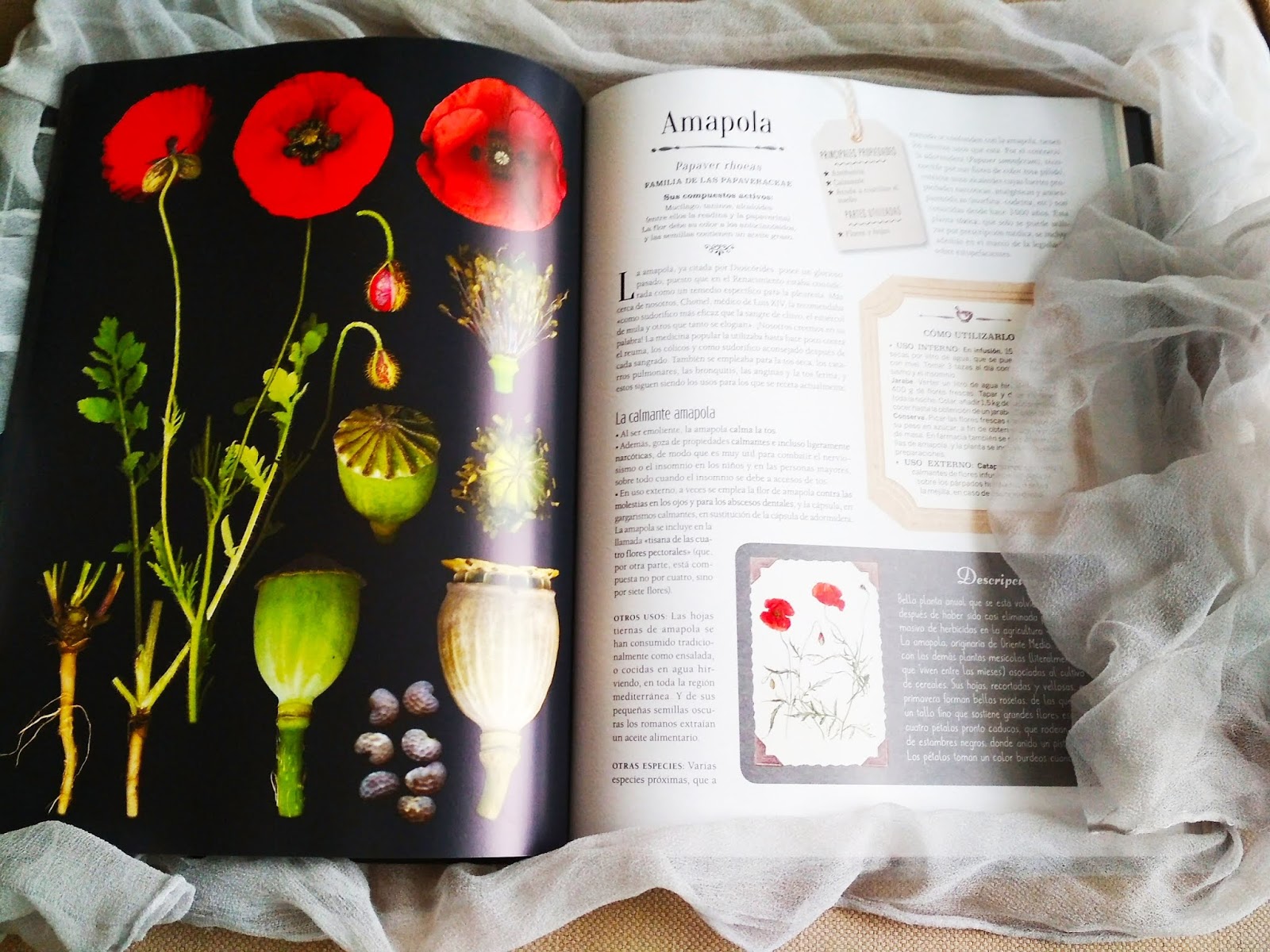 “Herbario de plantas curativas” de la Editorial Larousse.