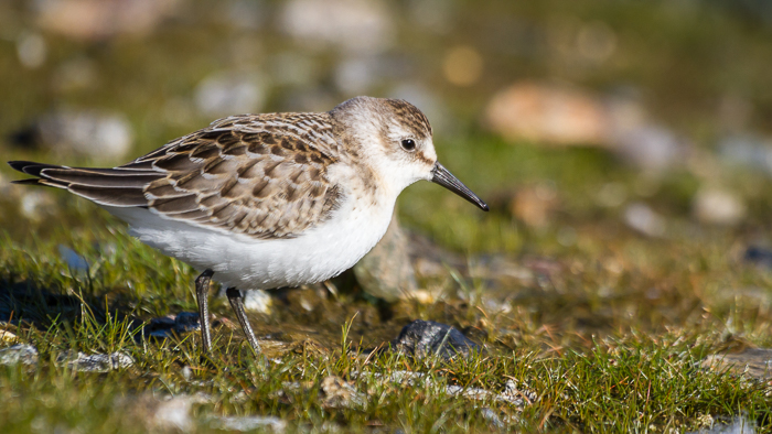 Whimbrel Nature: The Secret Lives Of Peeps