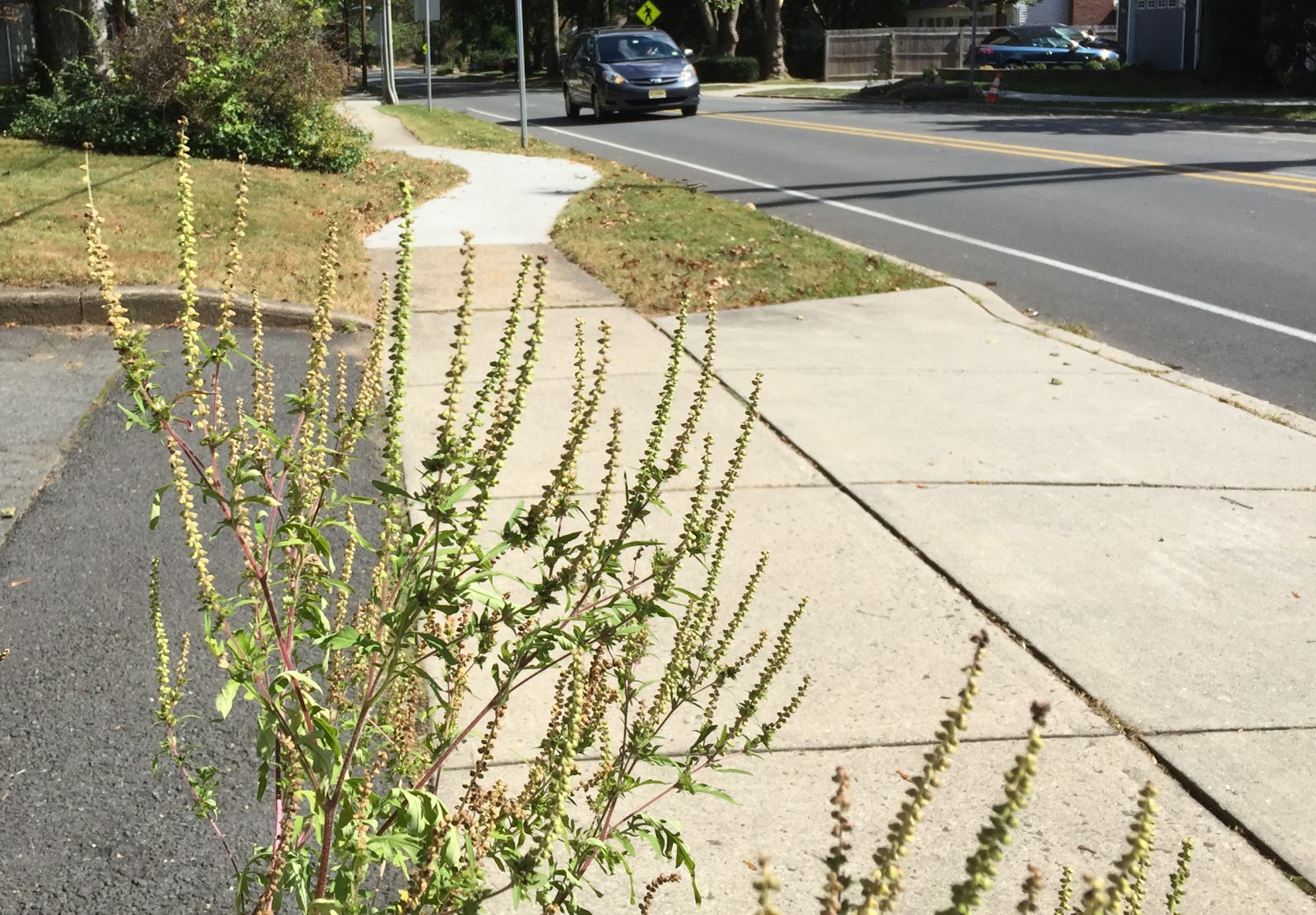 Princeton Nature Notes: Ragweed and Fall Allergies