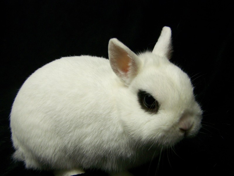 Our LIFE, Our HOMEs: Dwarf Hotot ( Eyes of the Fancy )
