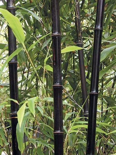Bambu Negro / Phyllostachys nigra