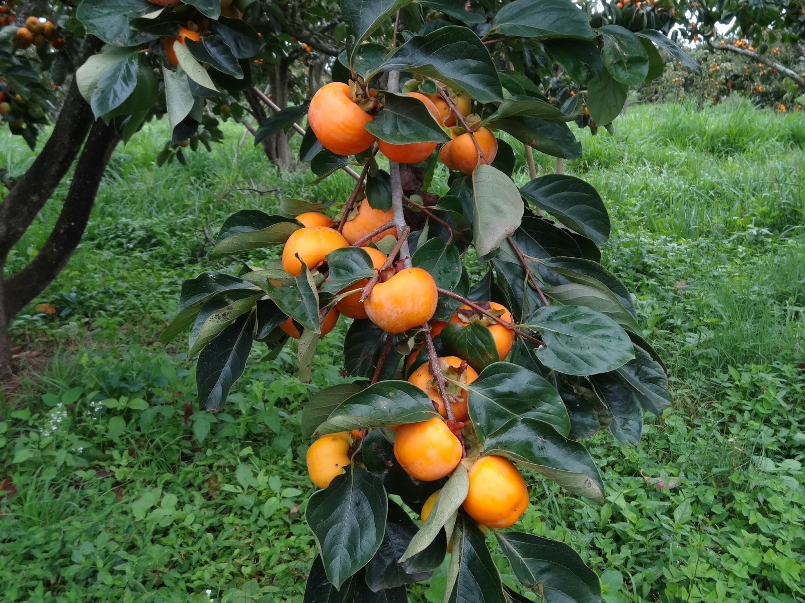 DIÁRIO COM A NATUREZA: 29 DE JULHO - CAQUIZEIRO - CAQUI - FRUTA - FLOR ...