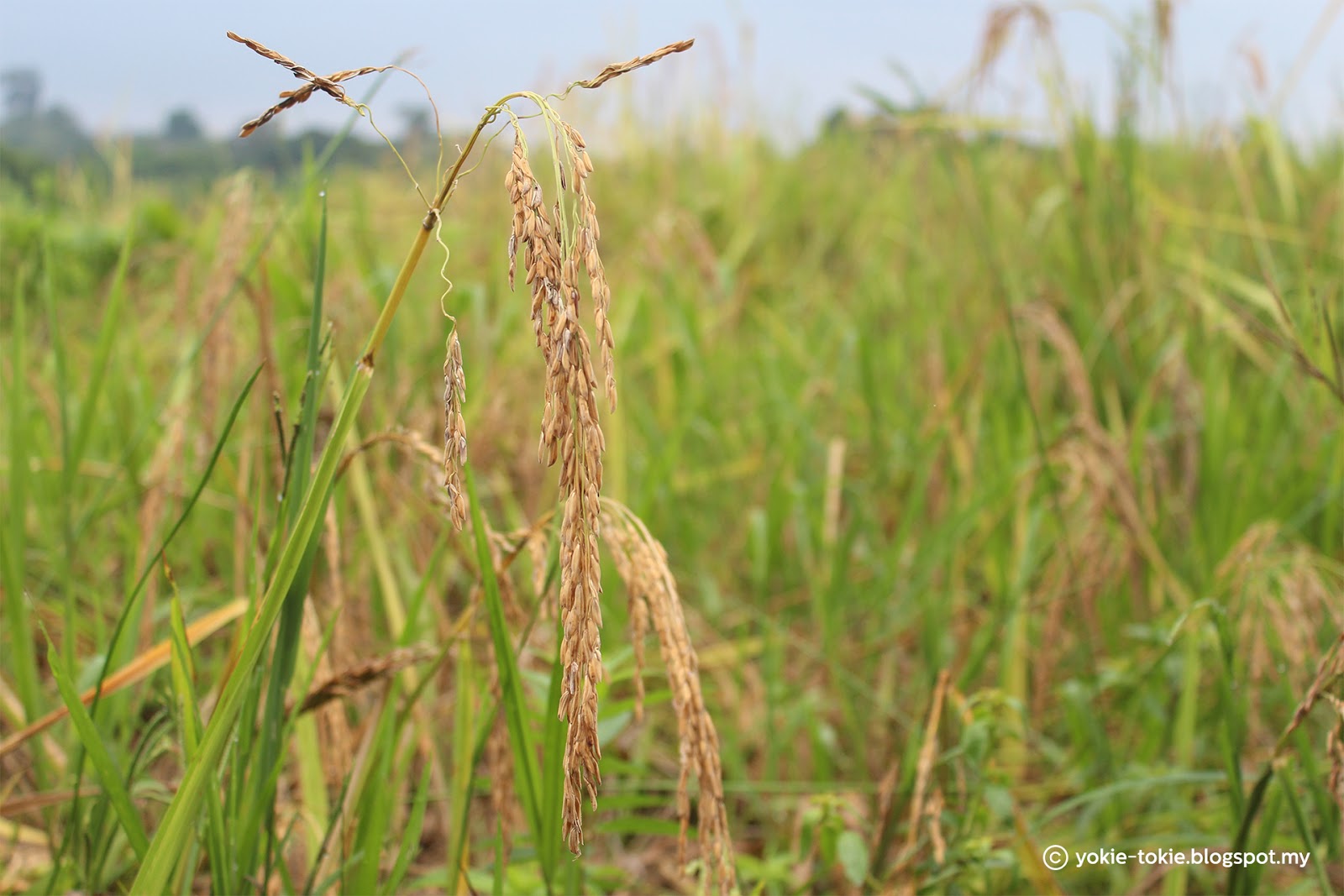Kampung Sungai Nat, Ulu Teru, Baram, Sarawak.
