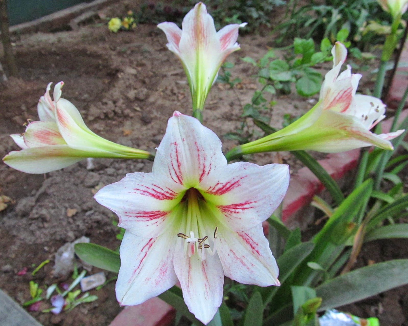 NATURAL & UNIQUE PHOTOGRAPHY: BARBADOS LILY OR EASTER LILY OR AMARYLLIS ...