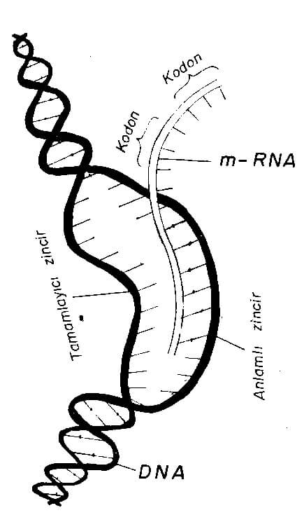 Genetik Şifre ve Protein Sentezi - Ders Kitabı Cevapları
