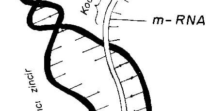 Genetik Şifre ve Protein Sentezi - Ders Kitabı Cevapları