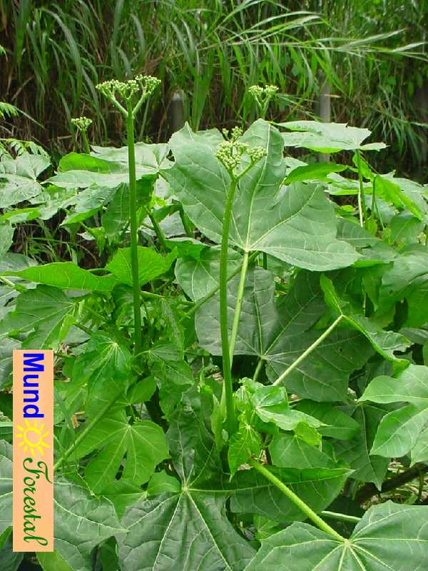 La chaya; superalimento del campo