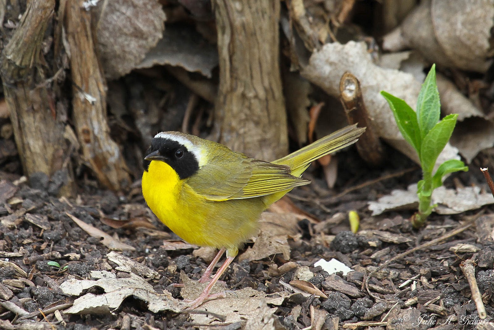 Birding Is Fun!: Spring Splendor