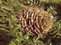 Bunya-bunya (Araucaria bidwillii) - Frutas del mundo