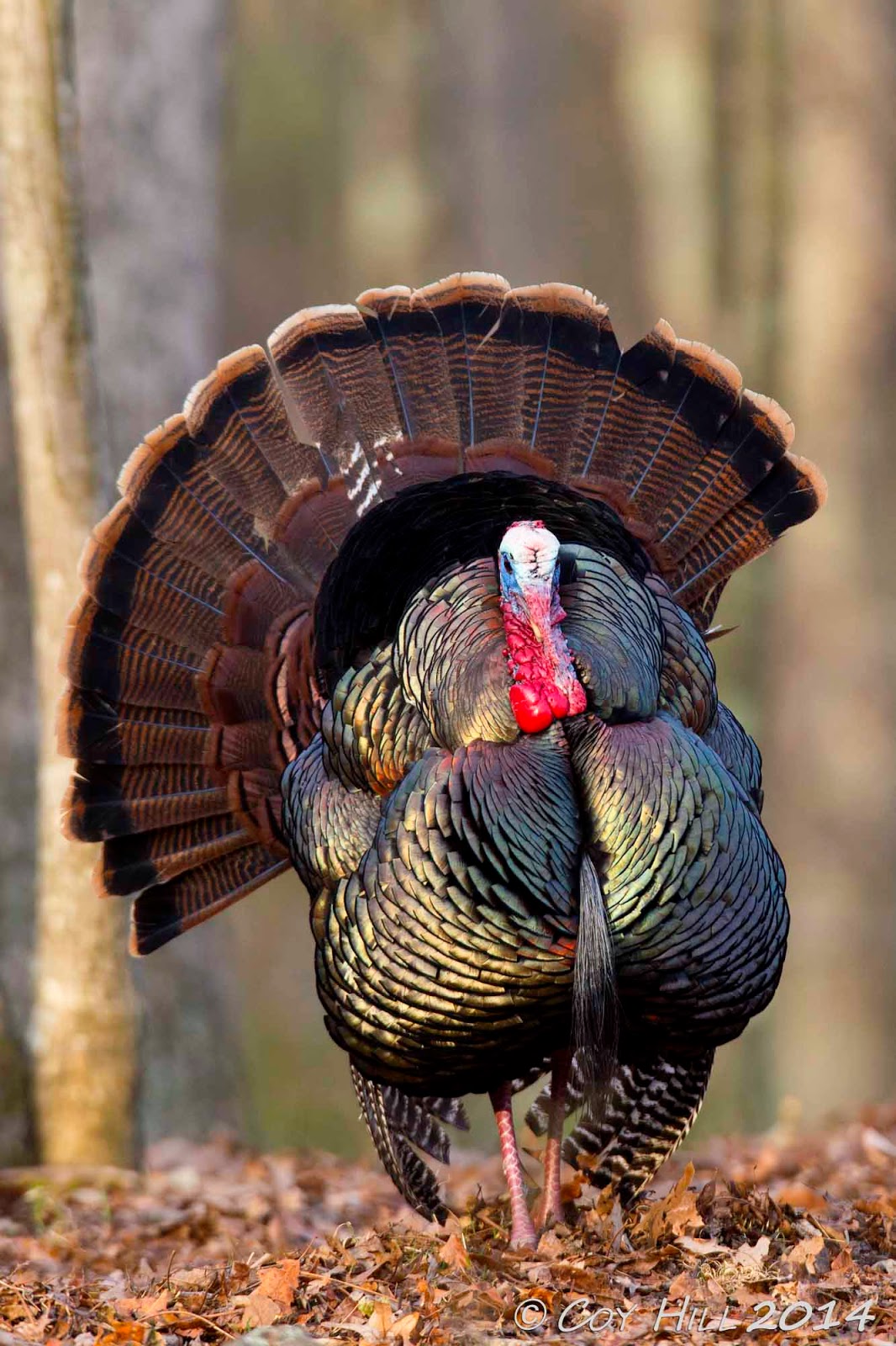 Country Captures: Catching Up