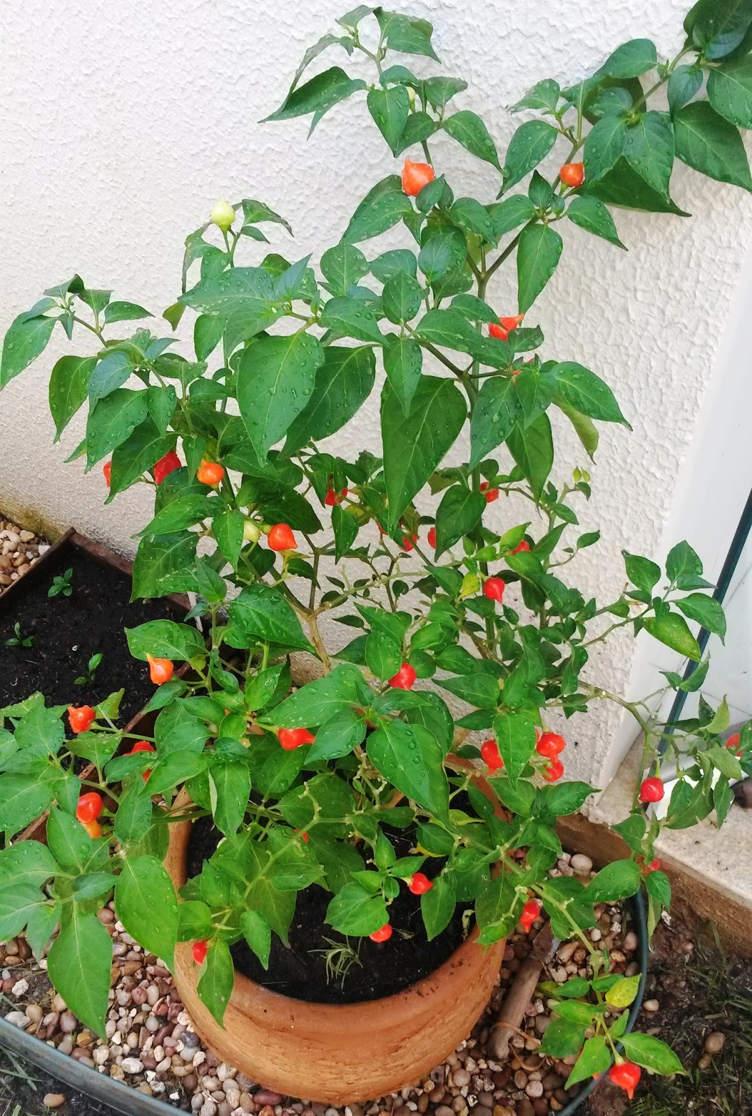 Horta Urbana: Pimenta Biquinho