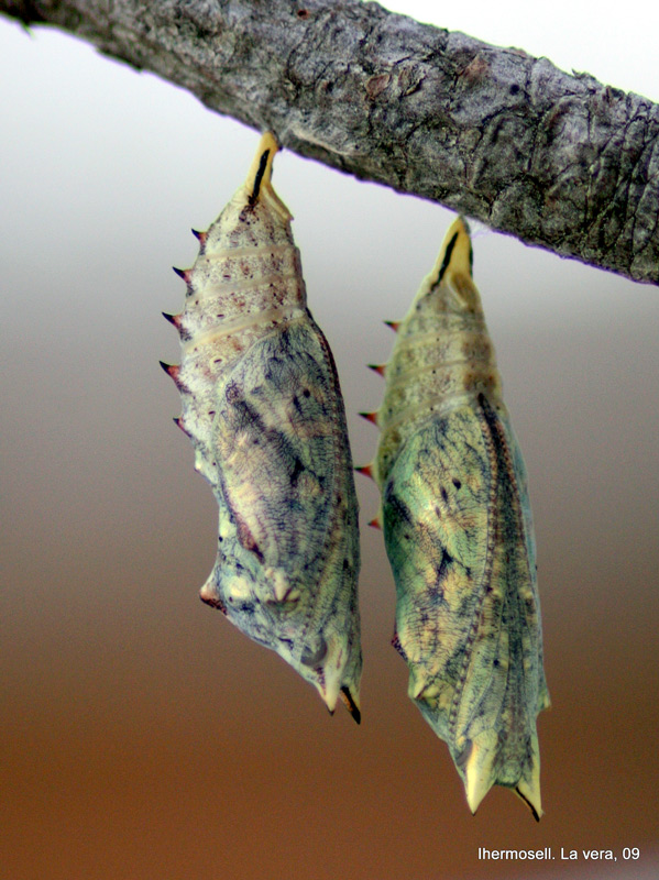 Antología de Ilustración: LA HISTORIA DE DOS CRISALIDAS