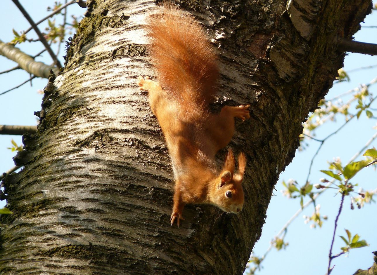 Ilmaisia kuvituskuvia: Oravat