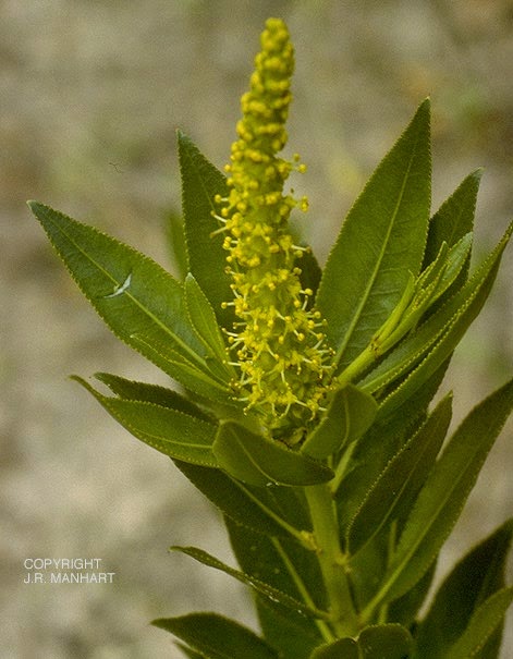 The Herb Hound: STILLINGIA