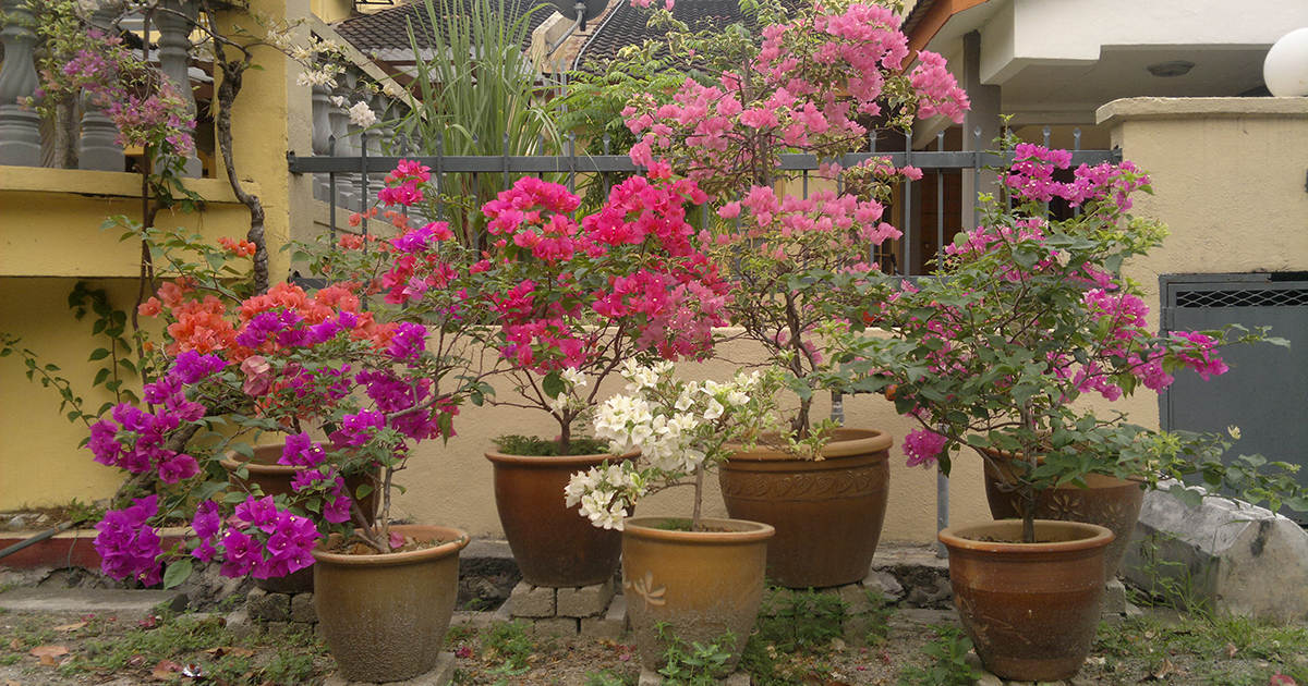 Populer 35+ Pokok Bunga Kertas