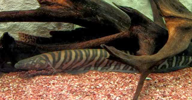 Catalogue of Organisms: Shock Me like an Electric Eel