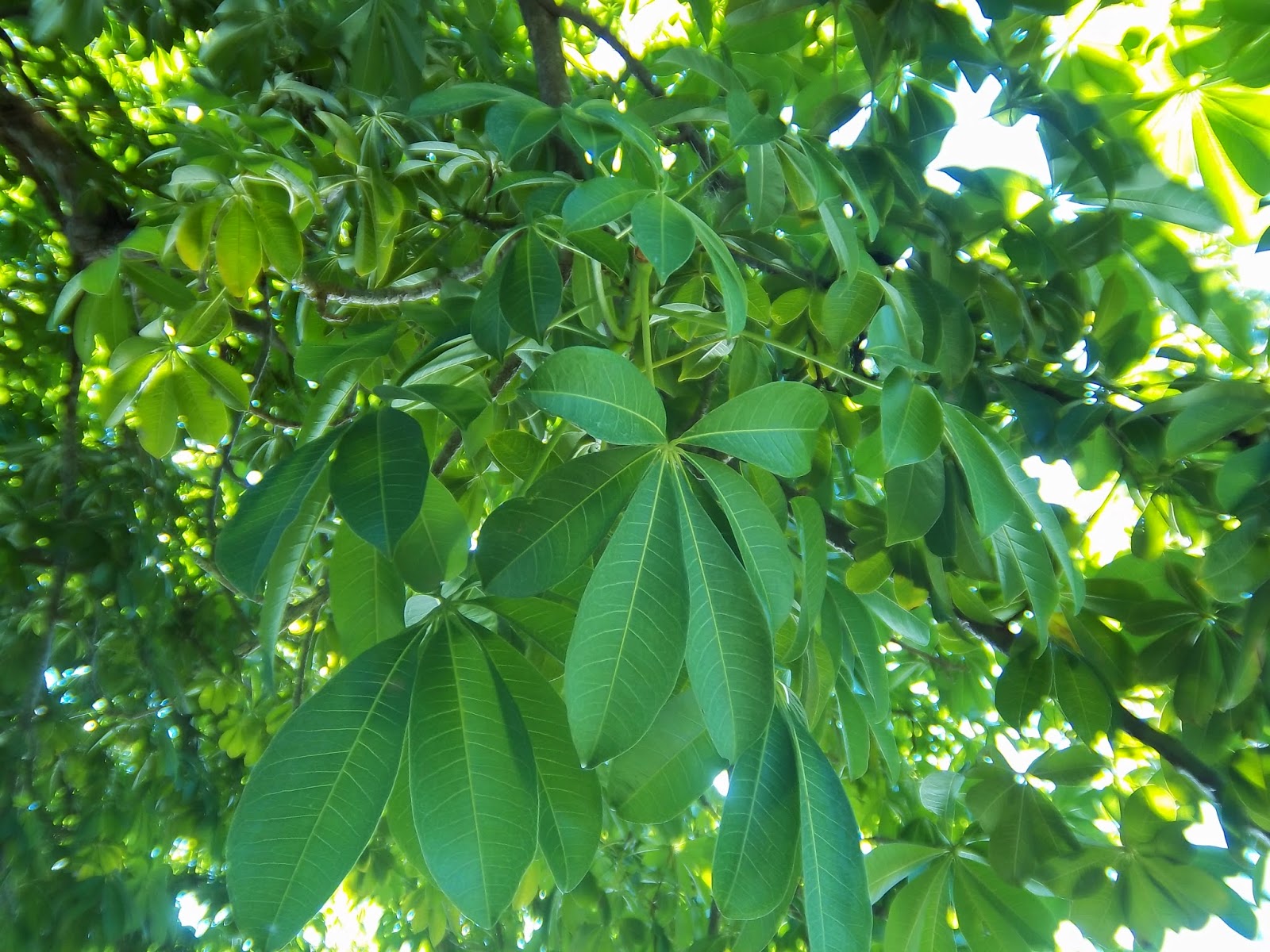 Reforestation and the Medicinal Uses of Trees -Liliana Usvat Research ...