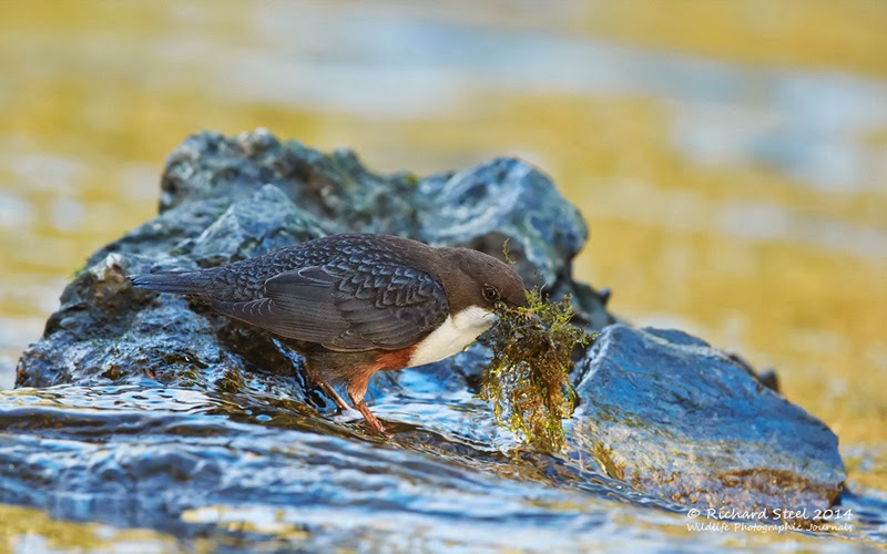 Wildlife Photographic Journals: Giant Water Wrens