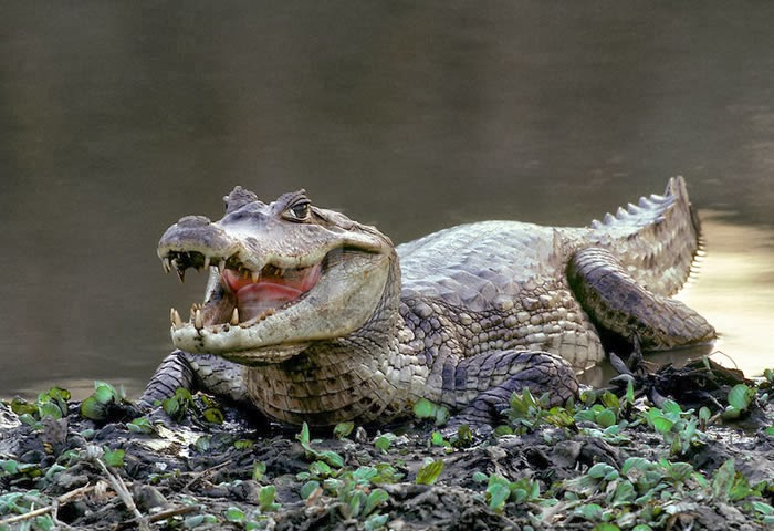 Album de la Selva Americana: Caimán de anteojos