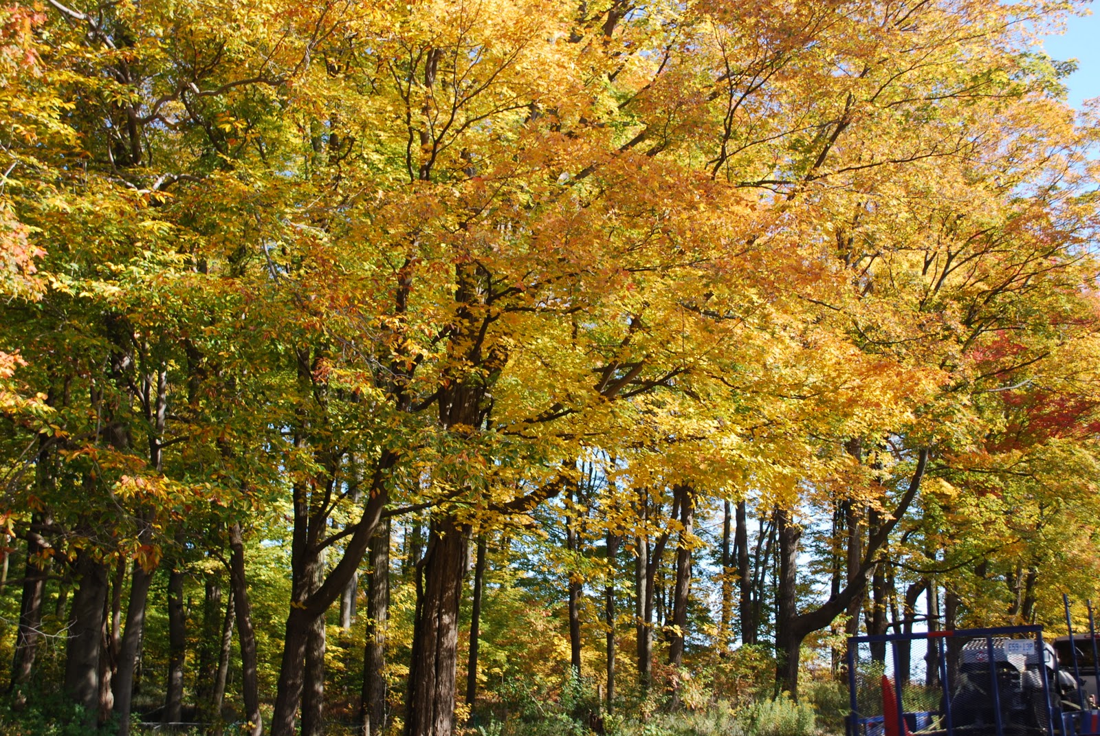 Reflective Thoughts by Barbara: NOVEMBER ALREADY?