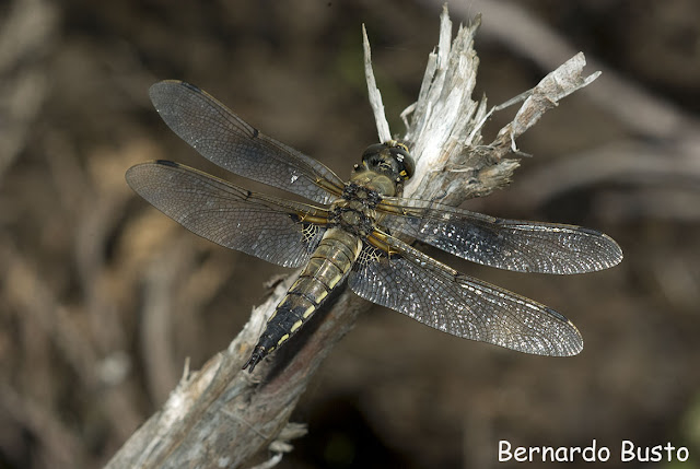 RÍA DE LA VILLA: agosto 2011