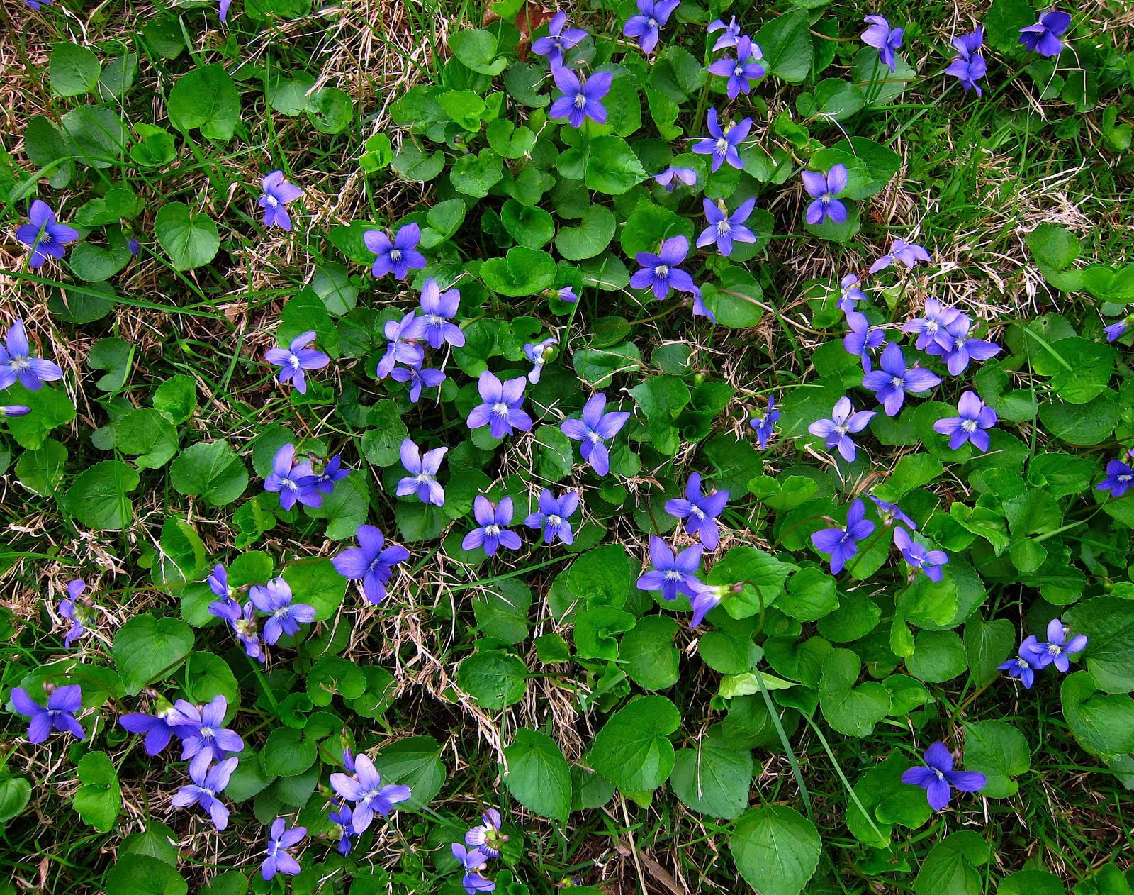 Saratoga woods and waterways: A Bouquet of Violets