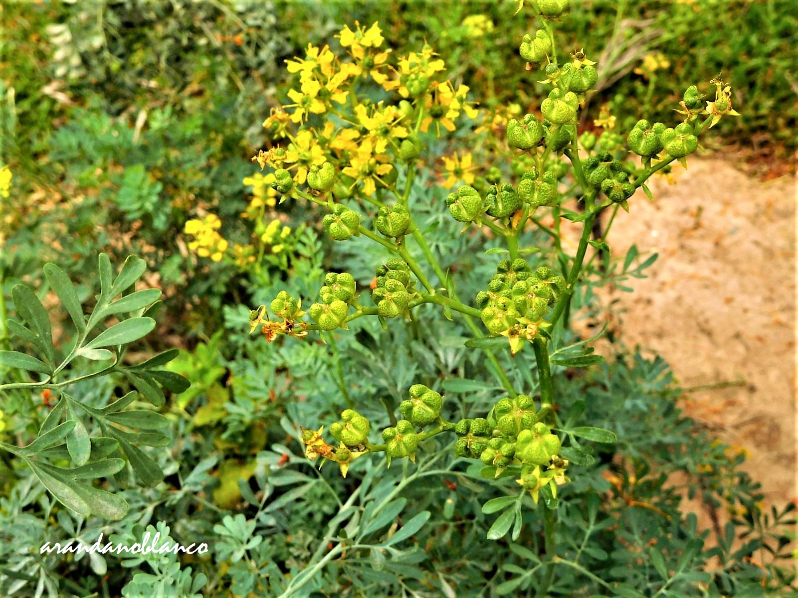 arbustosensevilla-encinarosa: Ruta graveolens - Ruda - Hierba de la gracia