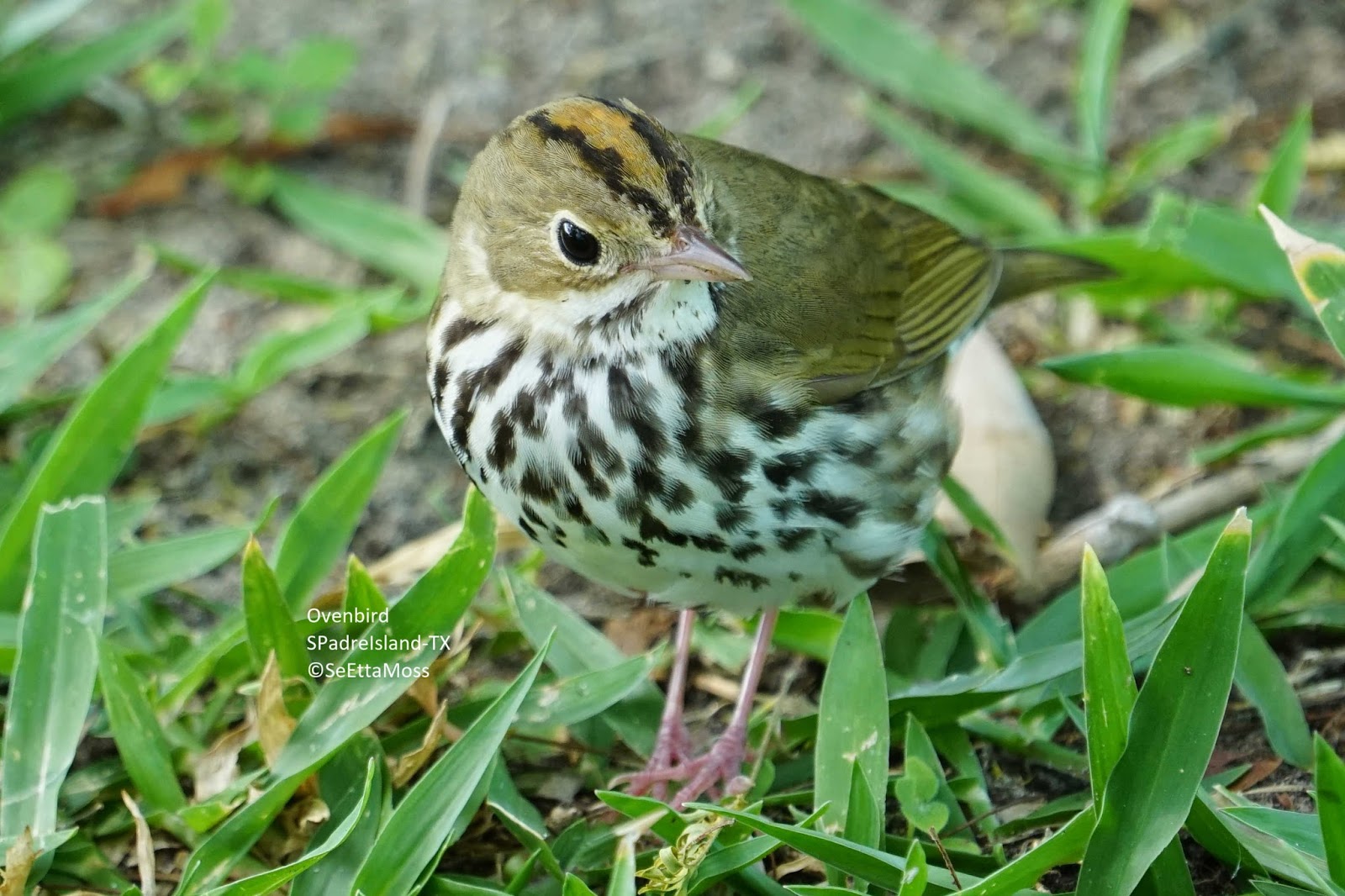 Ovenbird-up close and personal - Xploring The Nature