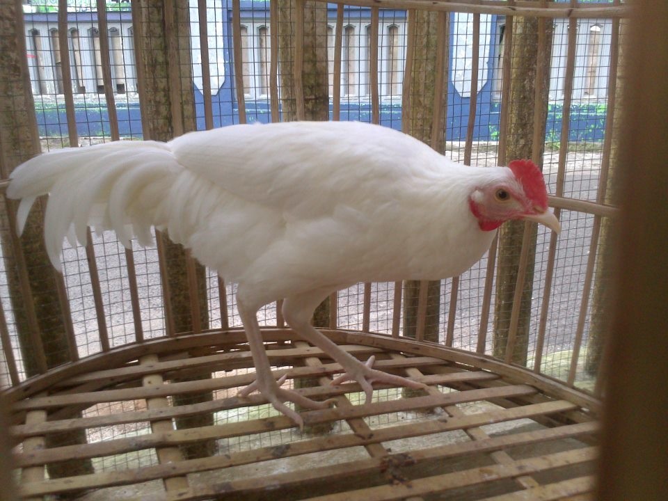 Macam-Macam Jenis Junglefowl Atau Ayam Hutan Plus Gambar