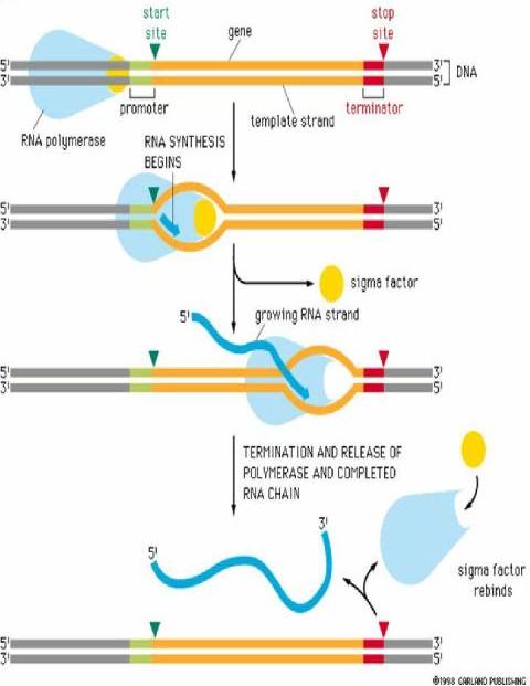 Substansi Genetika | Let's Learn Biology