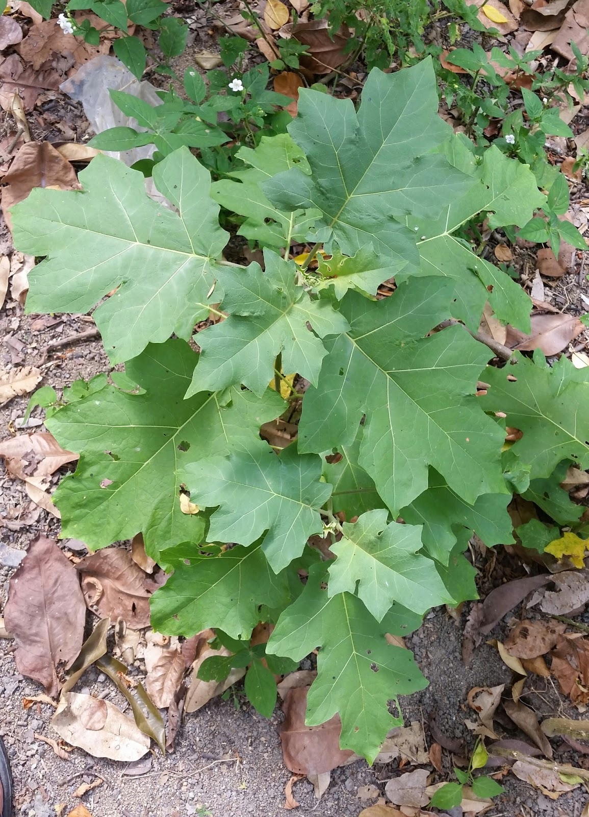 Warisan Petani: Pokok Terung Pipit.