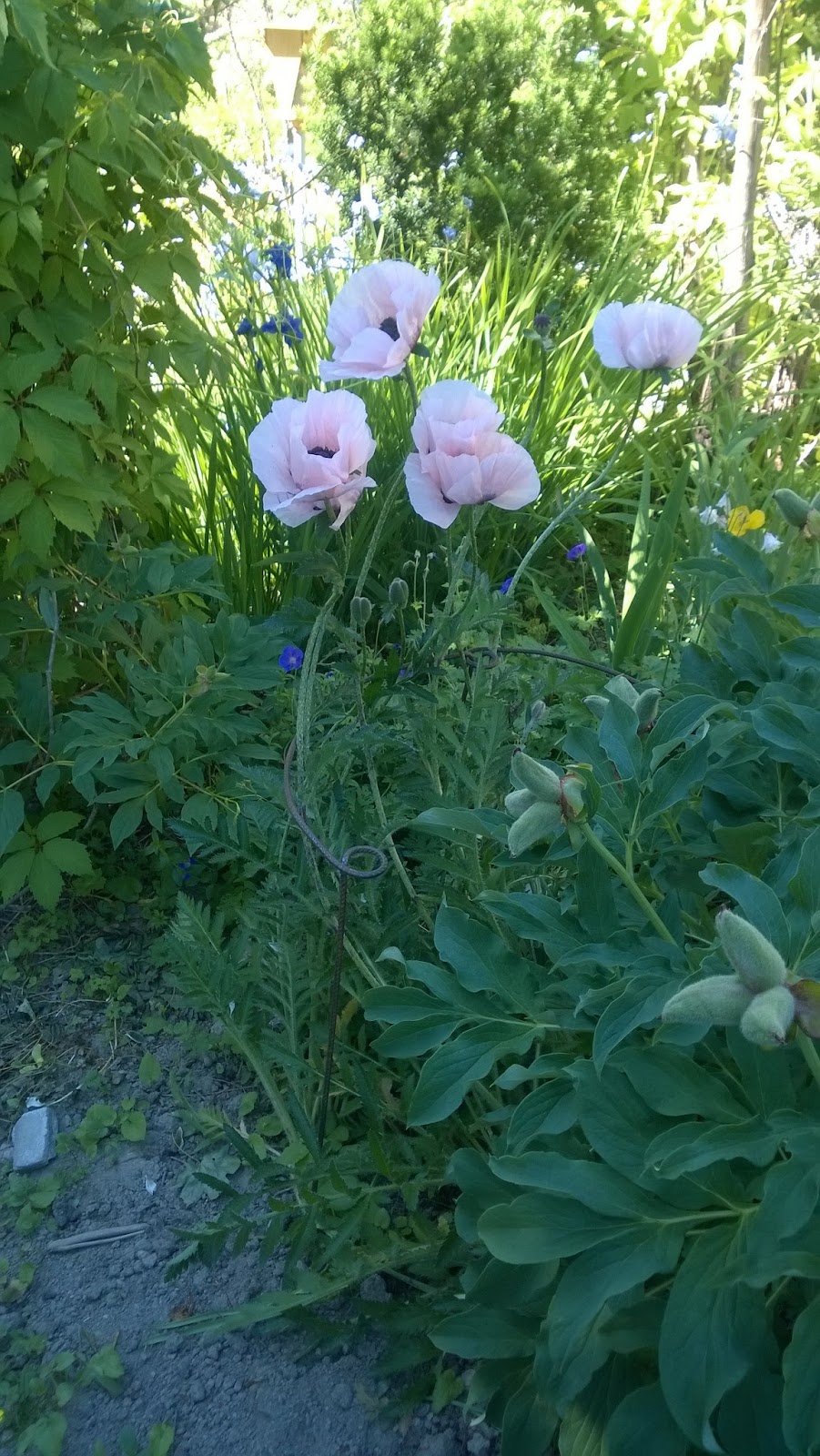 Vallaton mummeli: Väärä nimi unikolla