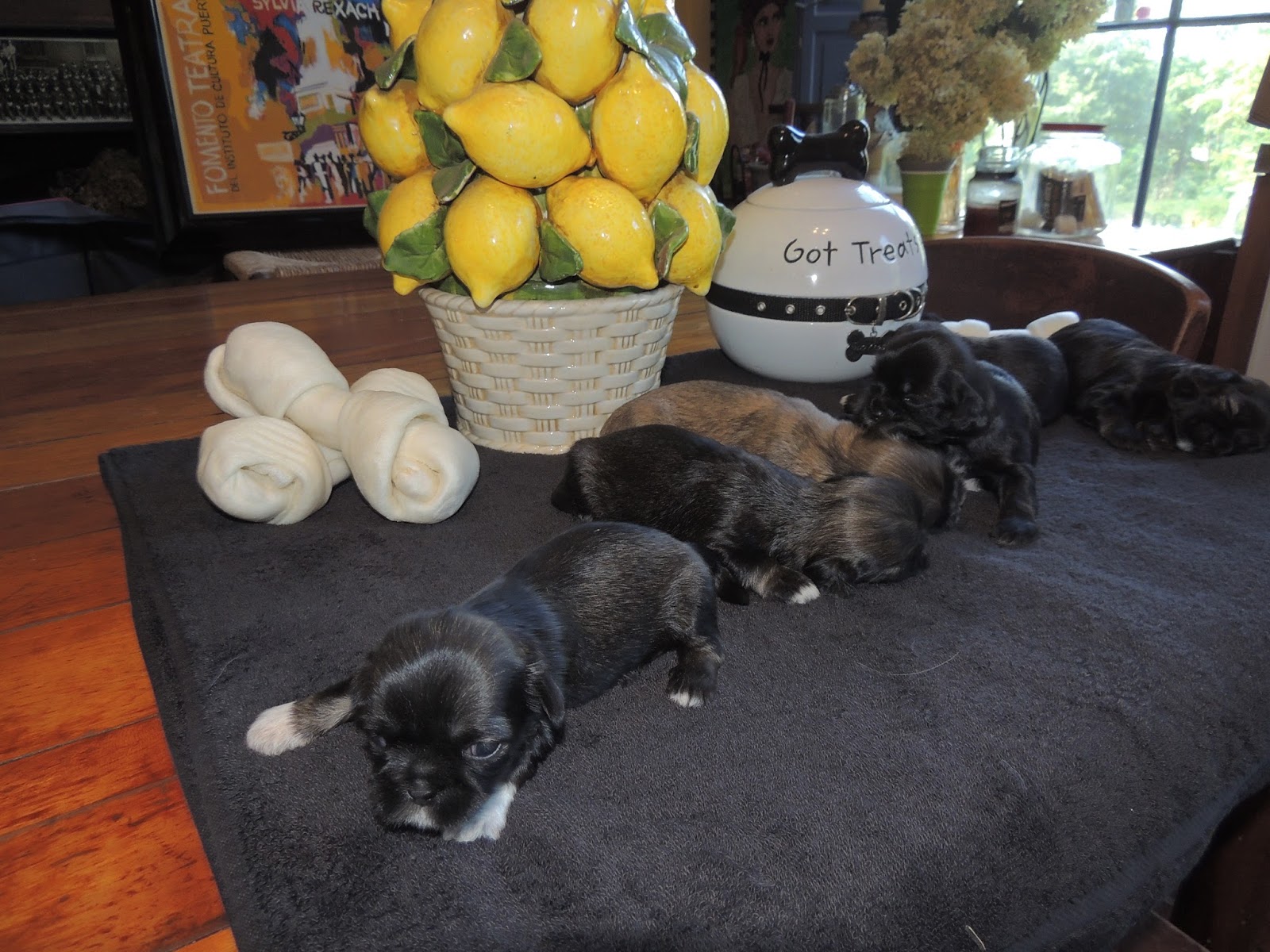 Santa Rosa Shih Tzu Puppy: FRIDAY WAS DAY 15 FOR SANTA ROSA SHIH TZU ...