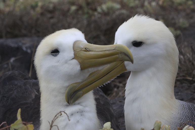 Albatross - Animals Photos