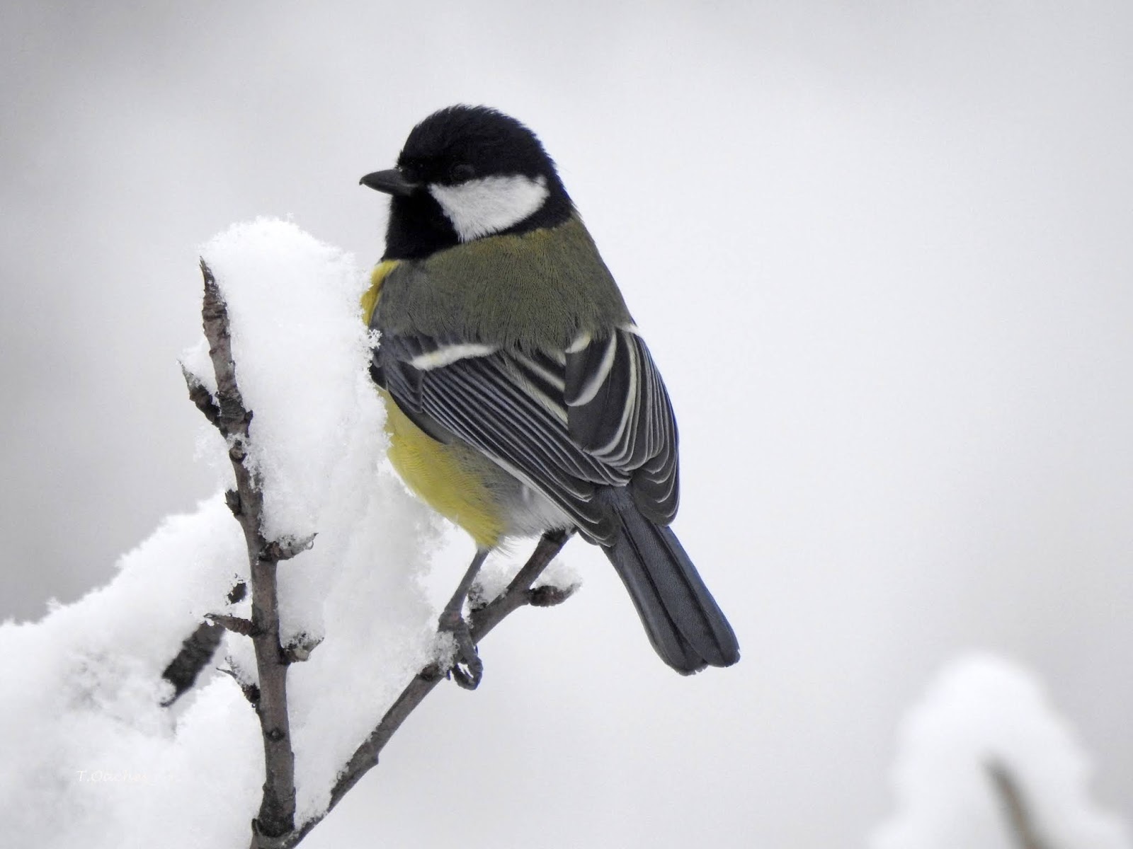 PASARI DIN ROMANIA: PITIGOI MARE, Parus major
