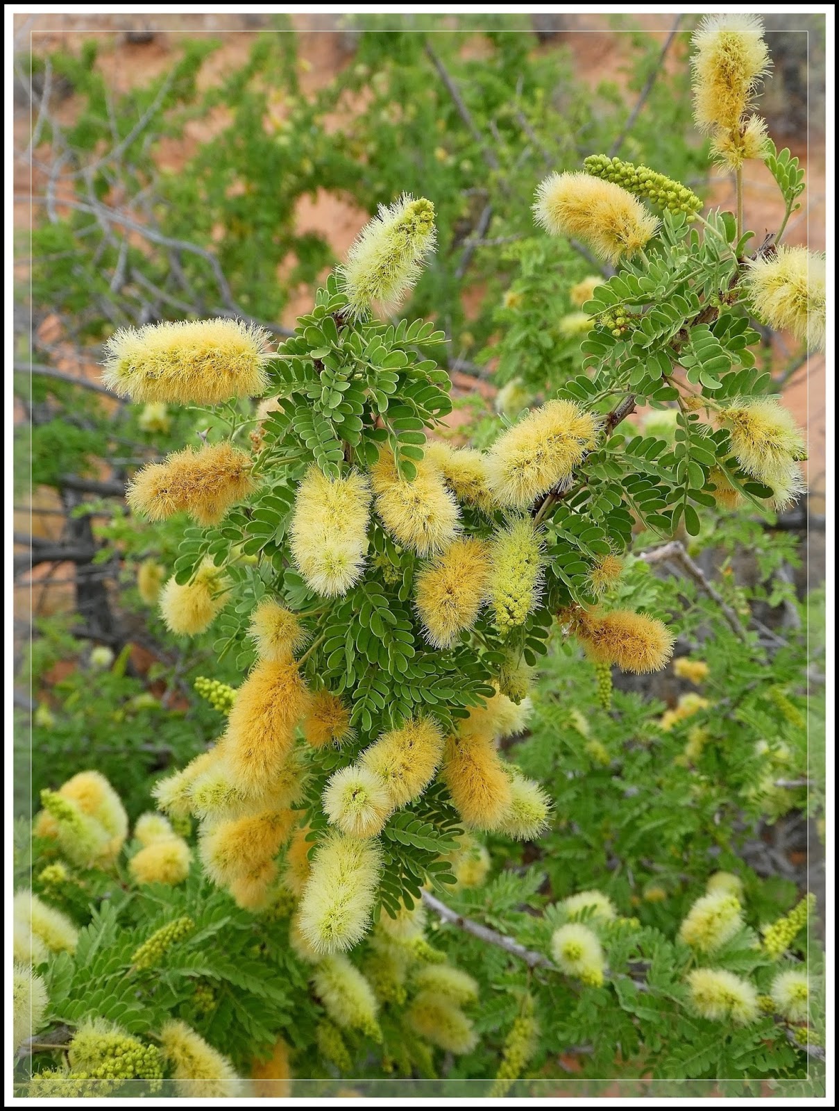 Ken's Photo Gallery: Catclaw Acacia (Acacia greggii)
