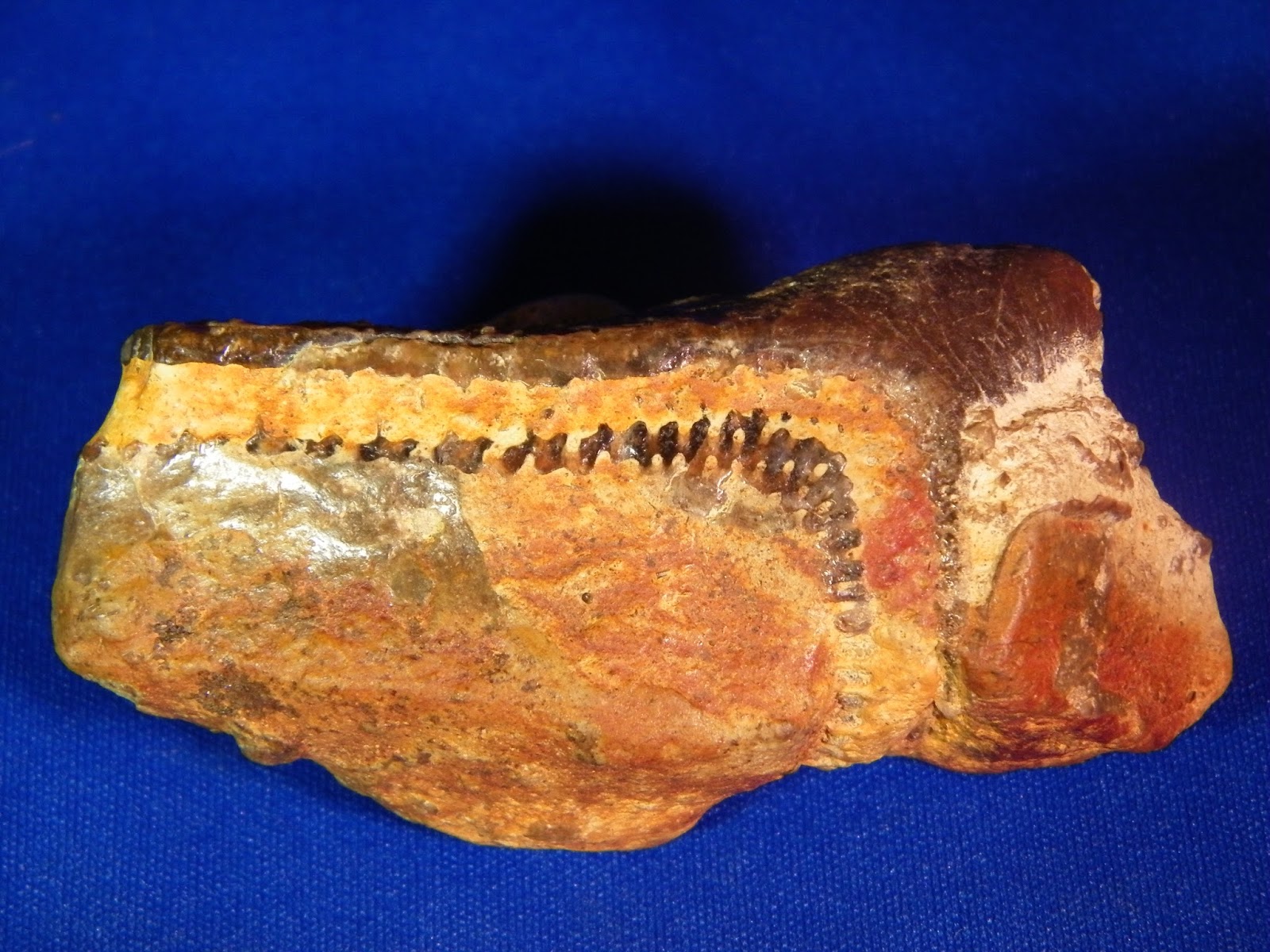 Van Ordovicium tot Kwartair: Van krokodillenkop tot Receptaculiet