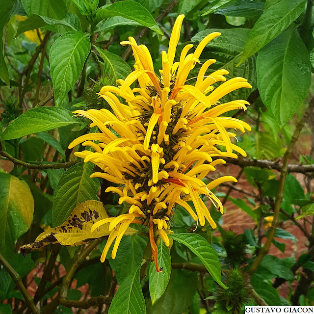 Viveiro Ciprest - Plantas Nativas e Exóticas: Jacobínia ou Justícia ...