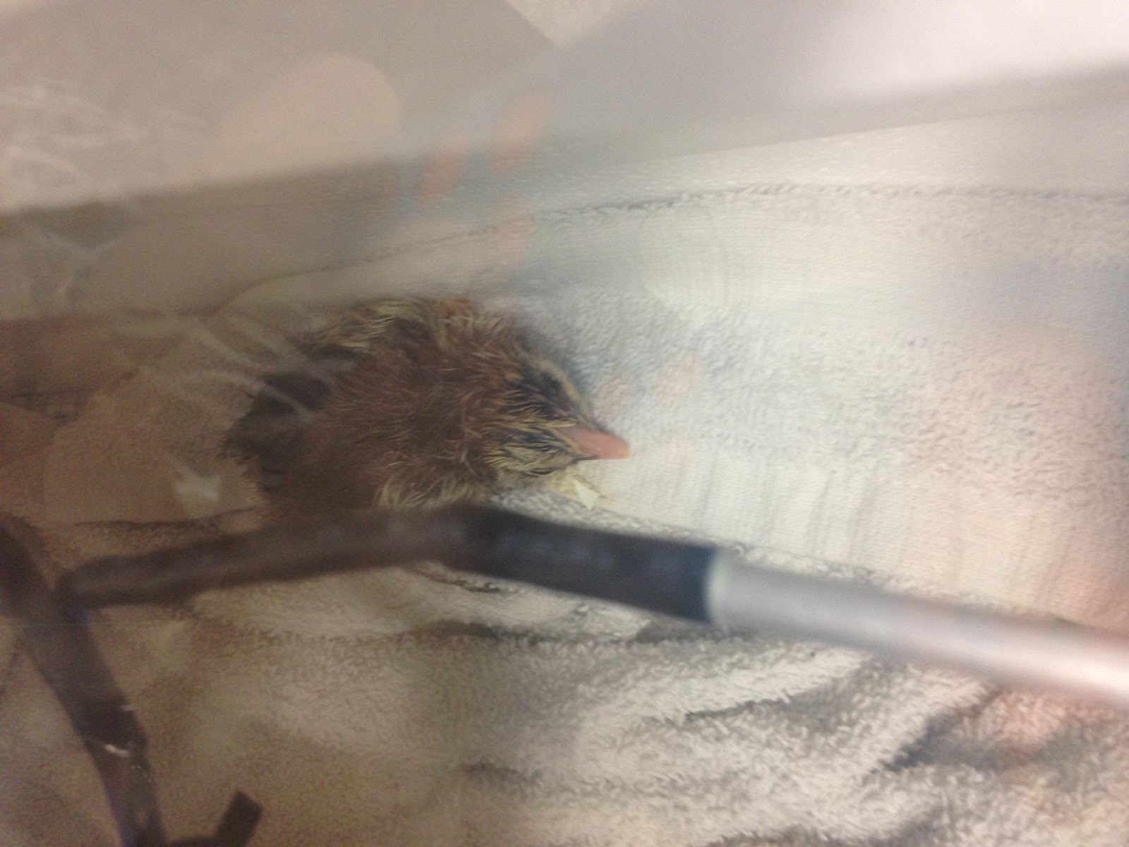 Mrs. Stecker's 2nd Grade Scholars