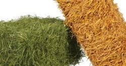 Eggersmann Eesti: HOBUSE SOOLESTIK