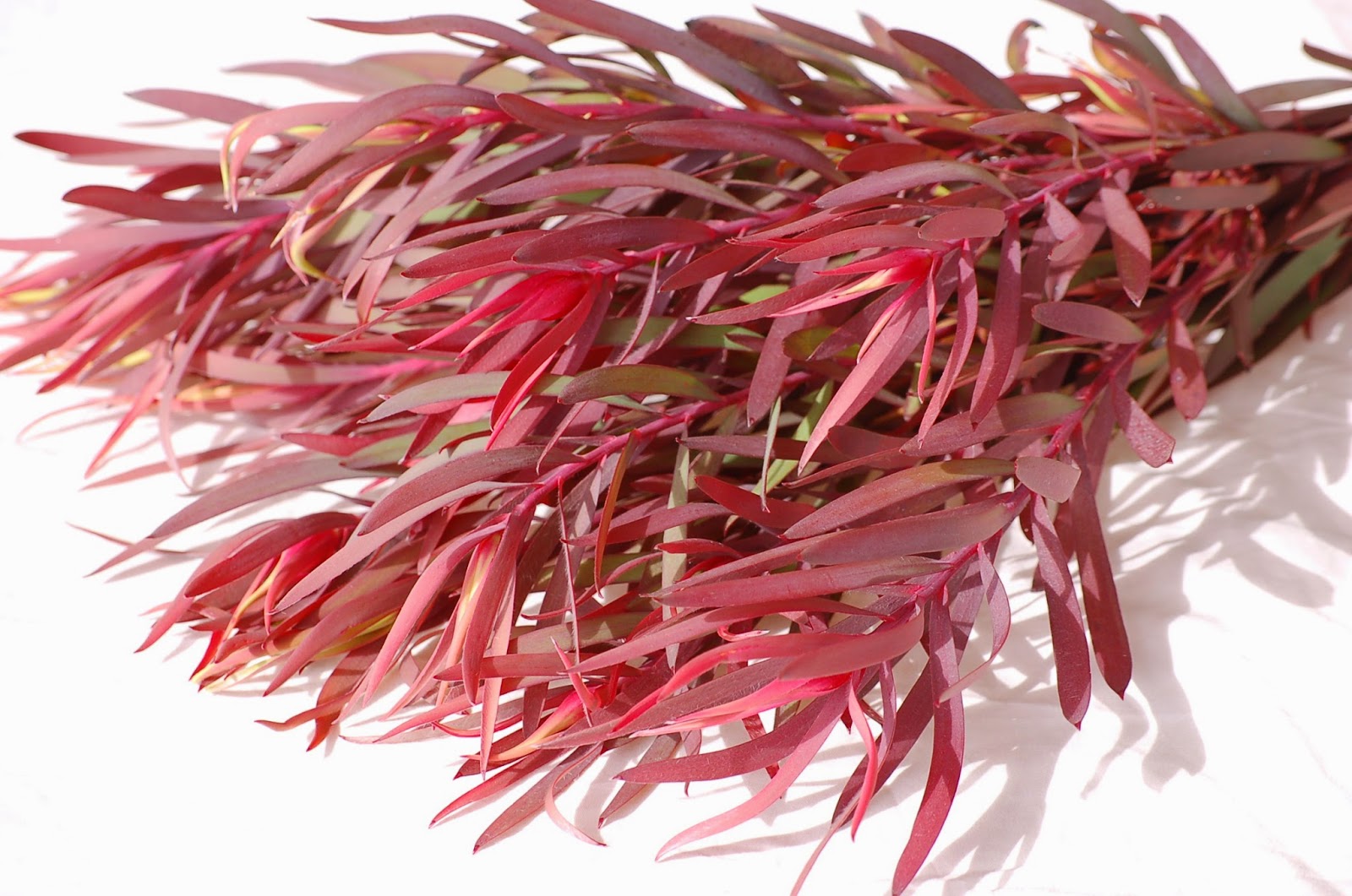 A Passion for Flowers: 2015 Color of the Year: Marsala - An Earthy Wine Red