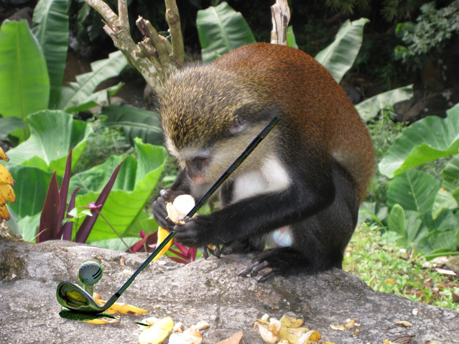 Monkeys Playing Golf? – The Golden Parachute Continues! | Live-tweeted ...