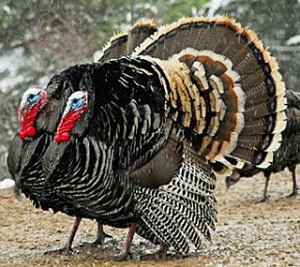 Wild Turkeys Facts And Pictures | All Wildlife Photographs