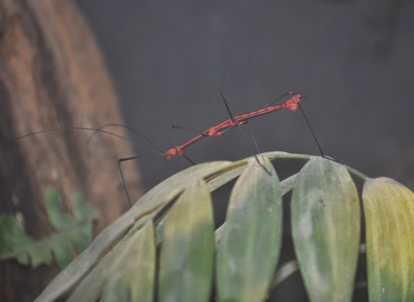 ZOOTOGRAFIANDO (6.096 ANIMALS): INSECTO PALO PERUANO / PERUVIAN STICK ...