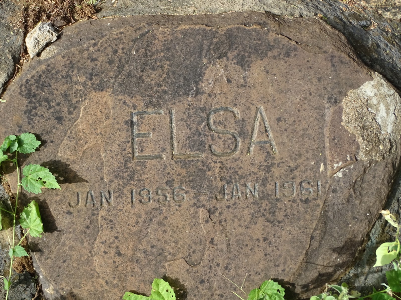 George und Joy Adamson mit Elsa